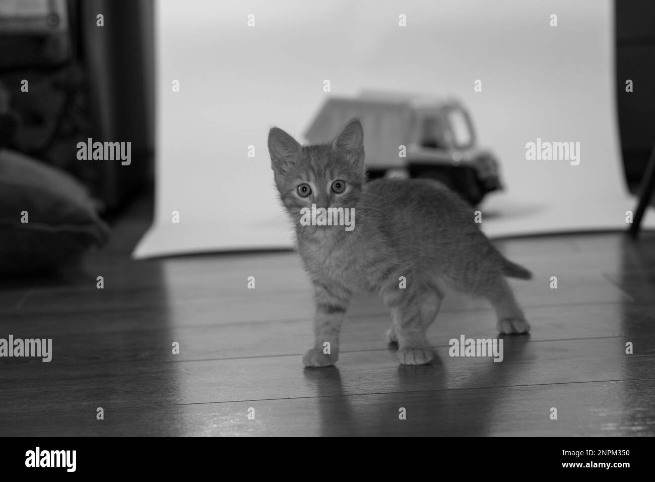 Young cat posing in the home studio on a white background. Inside Stock ...