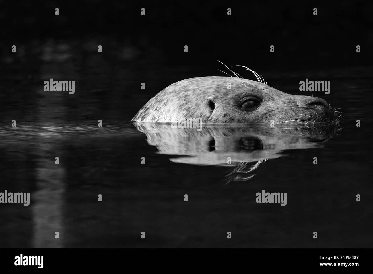 Seal head portrait from the side with reflection emerging from still ...