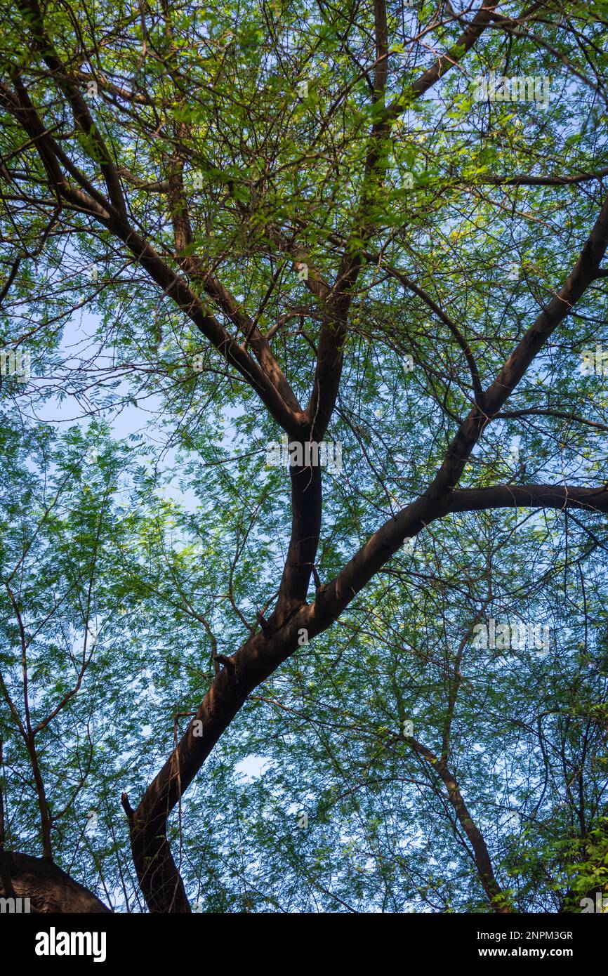 Sun light passing through leaves hi-res stock photography and images ...