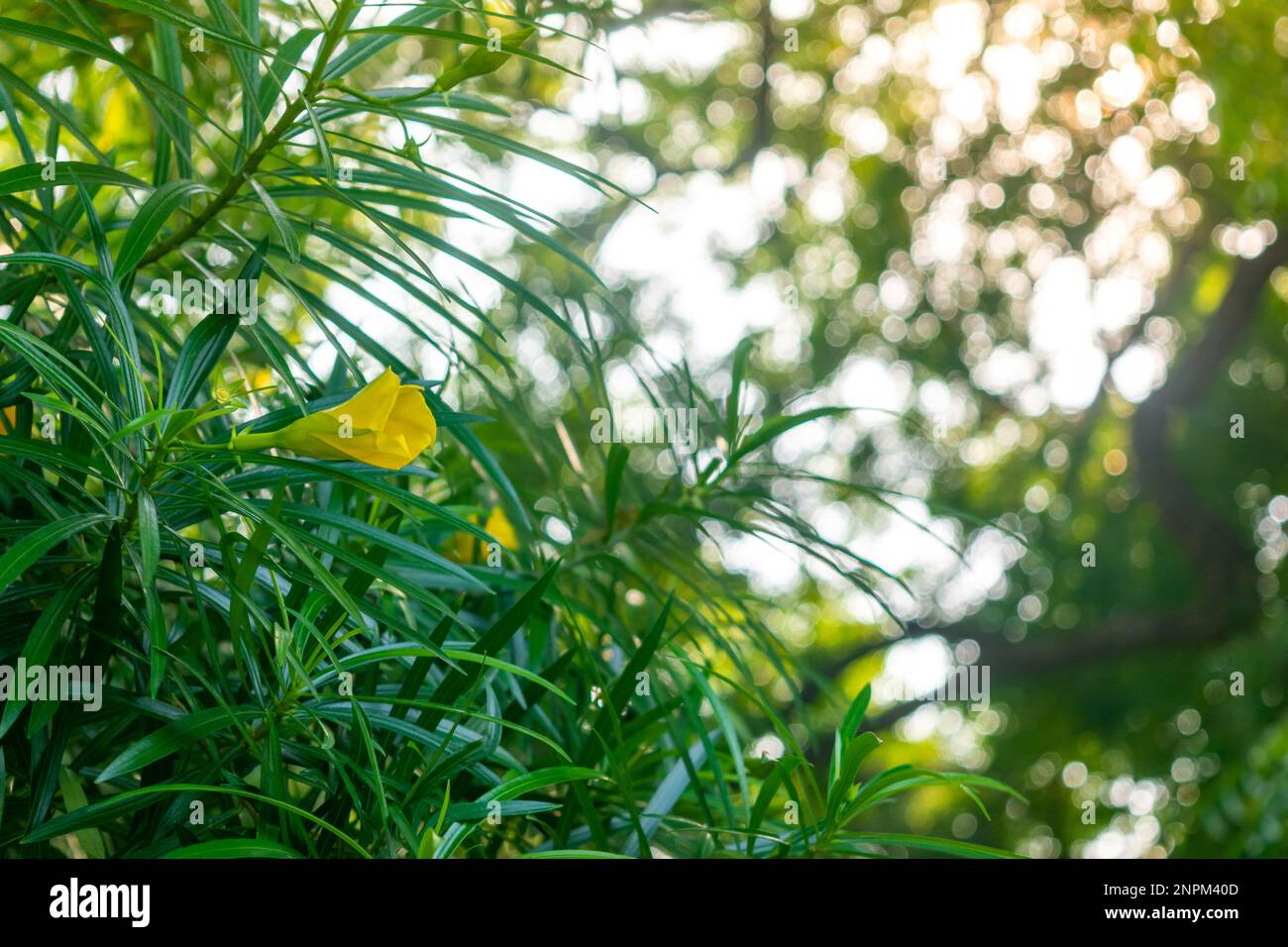 Yellow oleander hi-res stock photography and images - Alamy