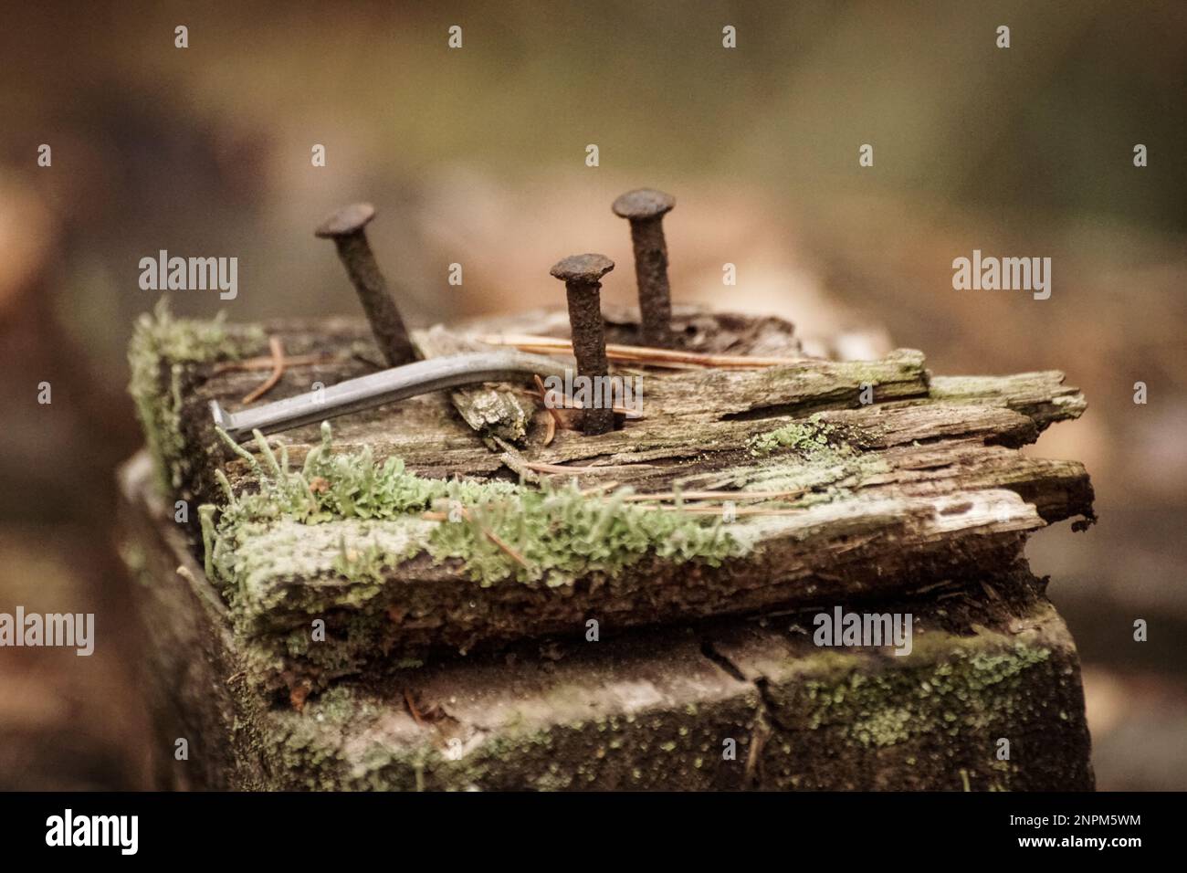 Rusty nail in an old piece of wood hi-res stock photography and images ...