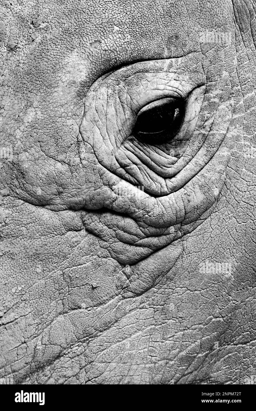 Close-up black and white photograph of a rhinoceros eye with skin ...