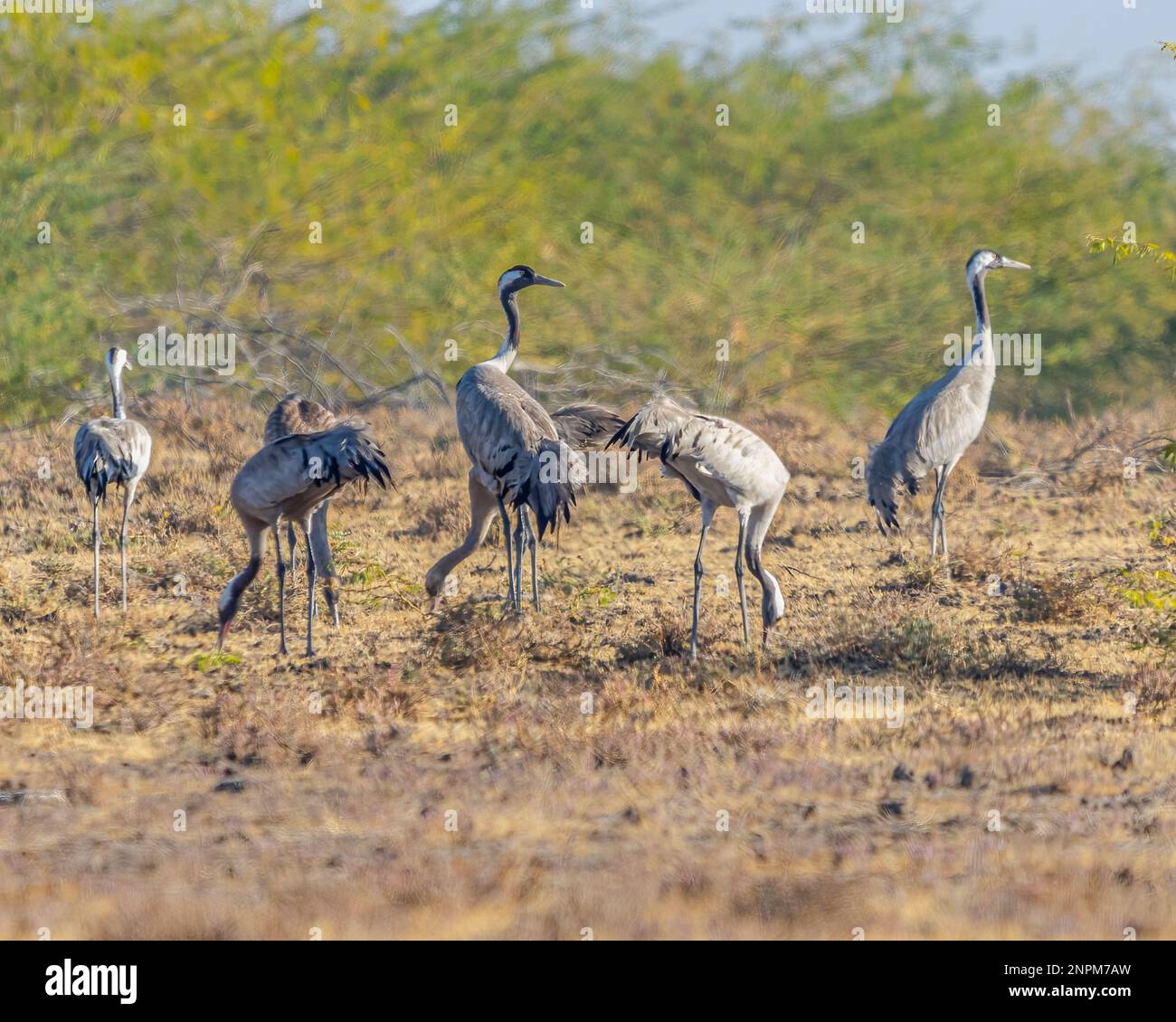 A group of common cranes in forest Stock Photo - Alamy