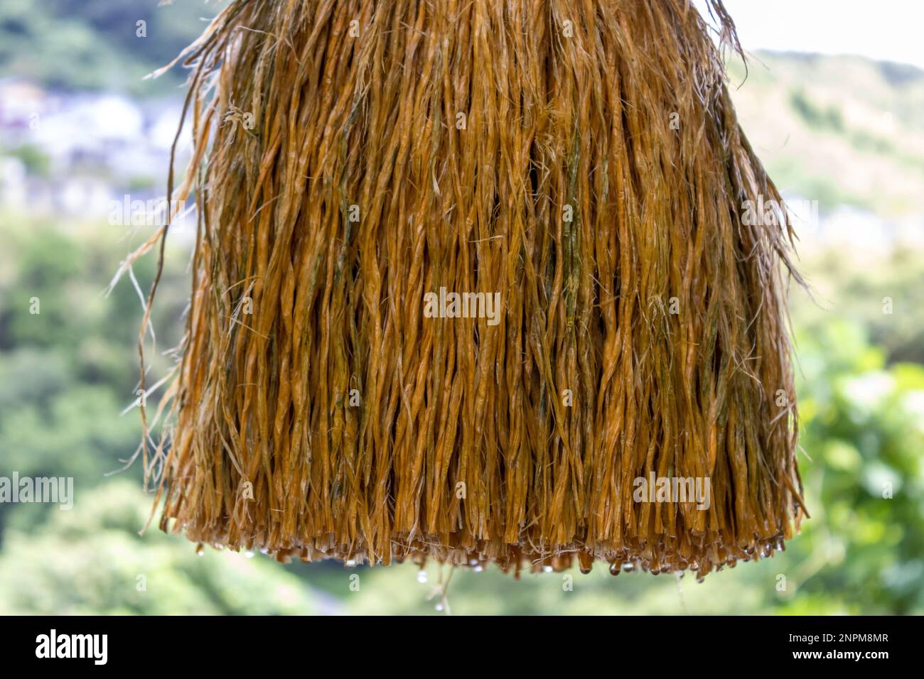 Sacred rope, or shimenawa at shrine, Kanazawa, Japan Stock Photo - Alamy