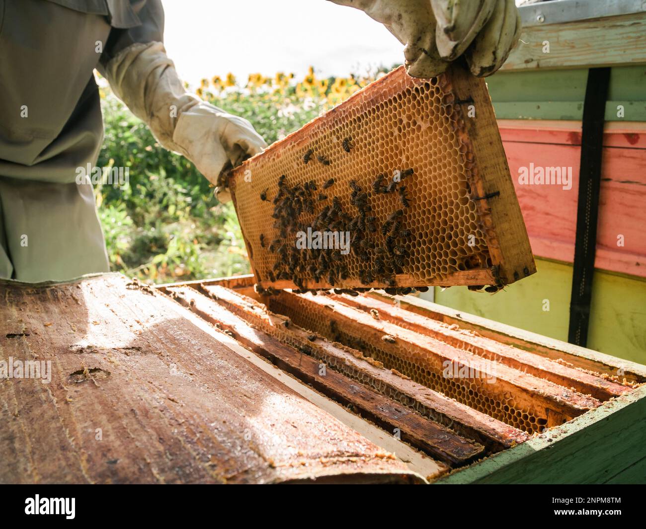 Beekeeper holds a honey cell with bees in his hands. Apiculture and ...