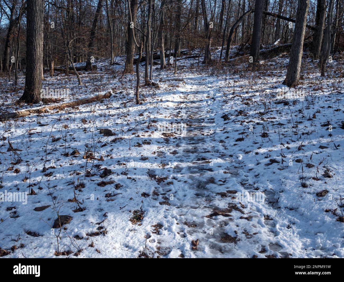 trail in the woods covered with snow in winter Stock Photo - Alamy