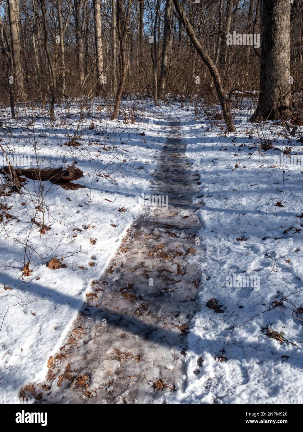 trail in the woods covered with snow in winter Stock Photo - Alamy
