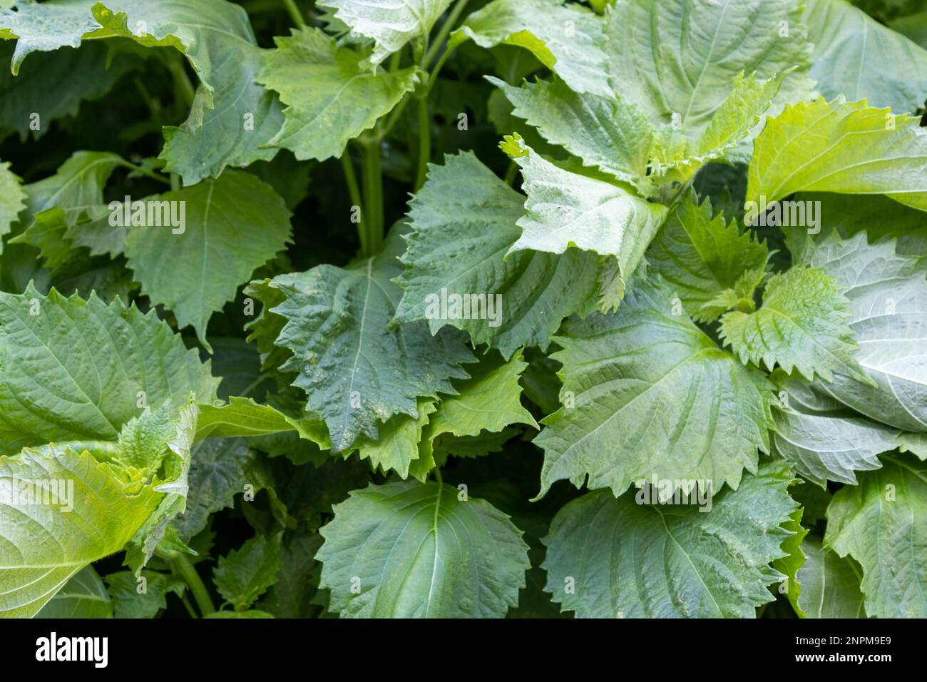 Green shiso plants, Kanazawa, Ishikawa, Japan Stock Photo - Alamy