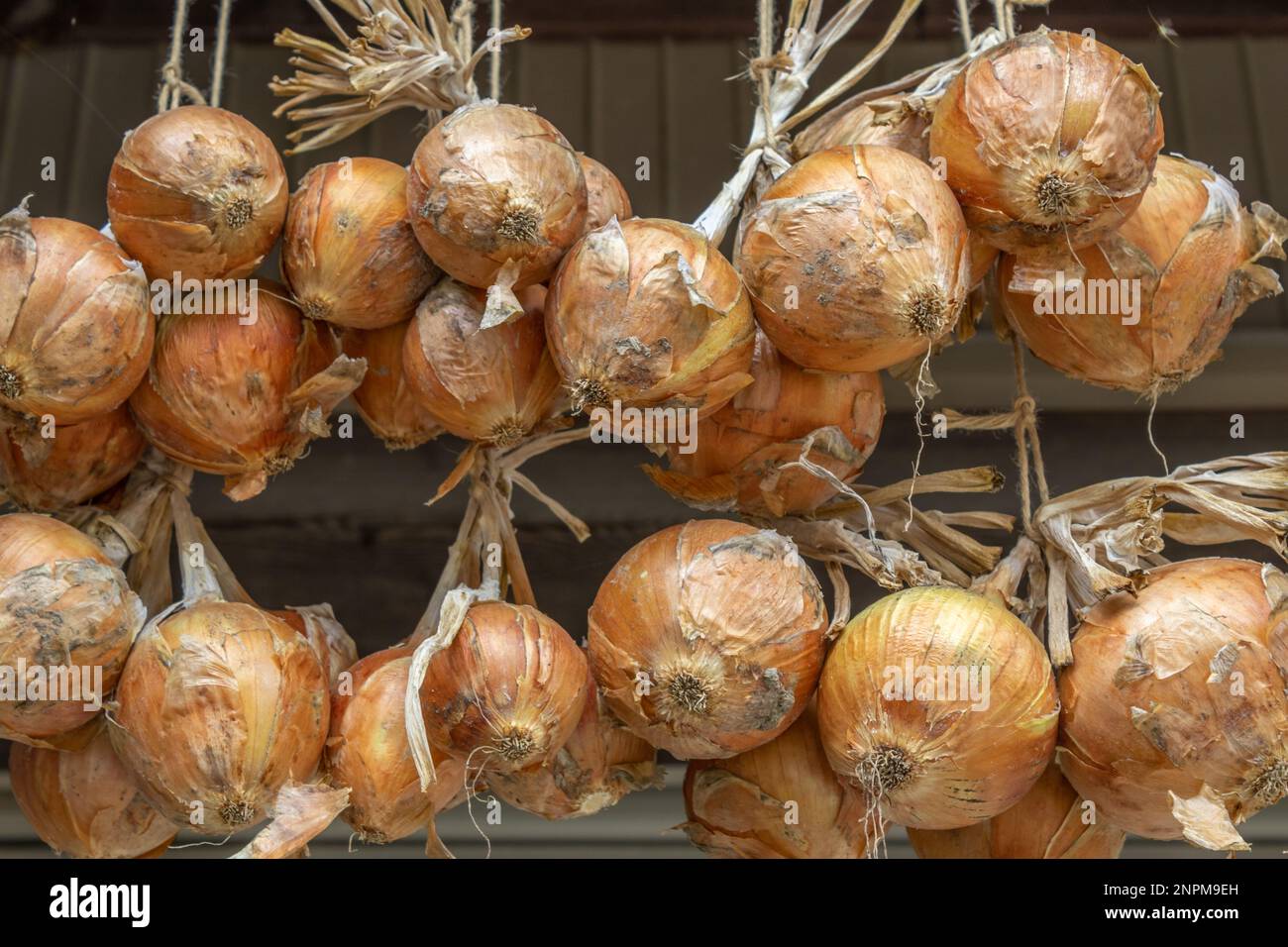 Onions drying in summer sun, Kanazawa, Japan Stock Photo - Alamy