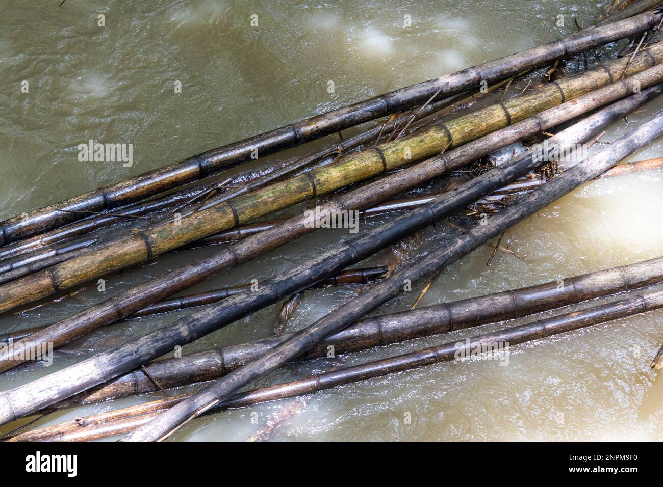 Bamboo floating in river in summer, Kanazawa, Japan Stock Photo - Alamy