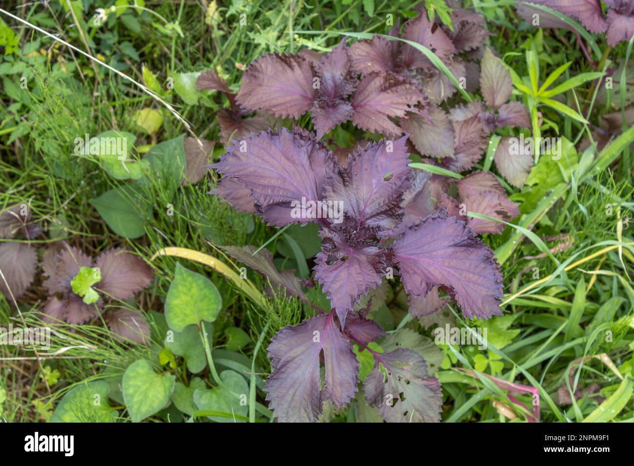 Purple shiso plant, Kanazawa, Ishikawa, Japan Stock Photo - Alamy