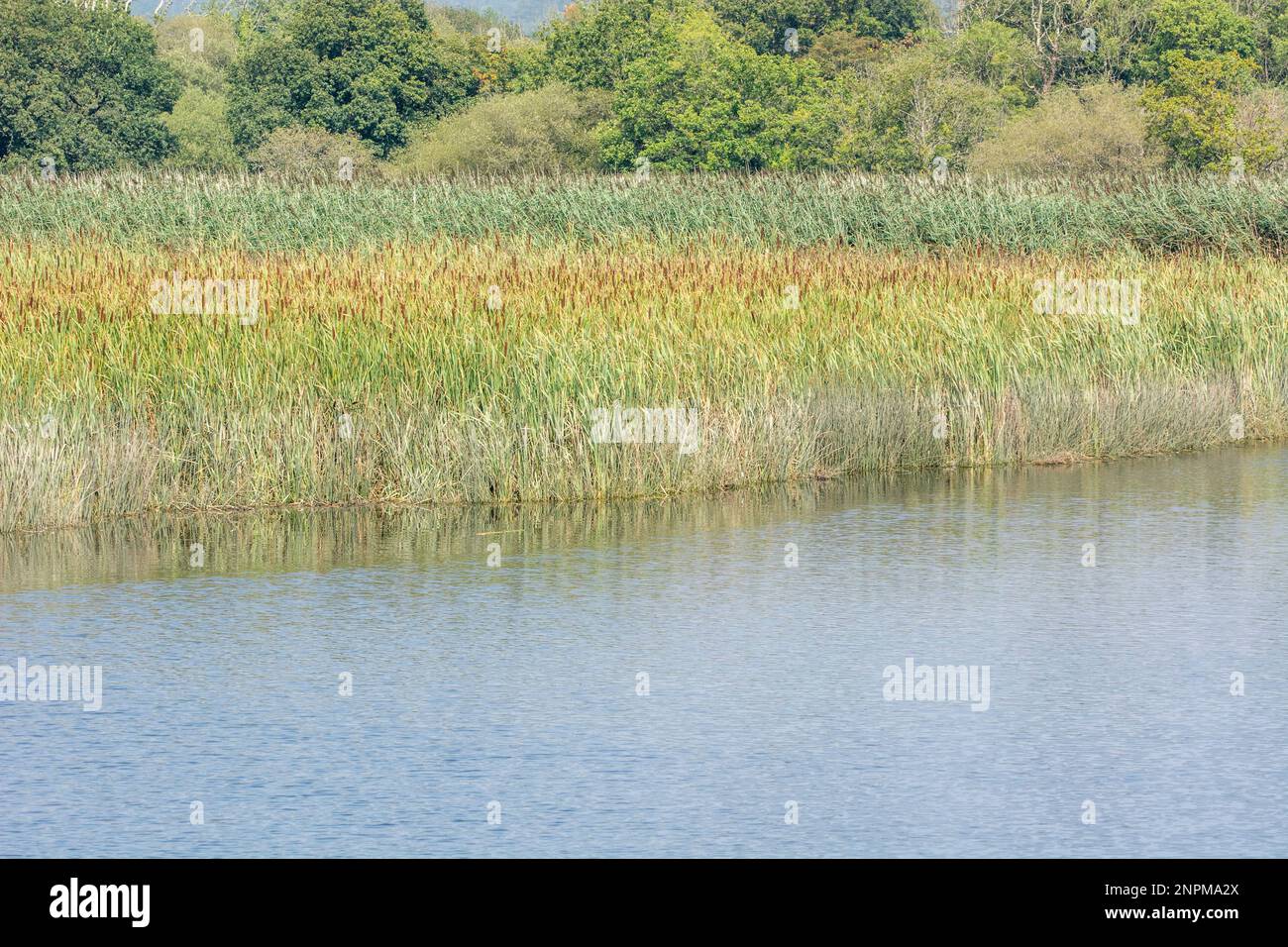 Reedbed (Cat's-tail and Common Reed species) - Typha latifolia and ...
