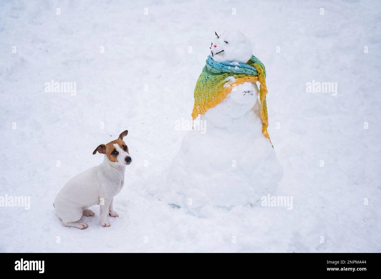 The dog walks outside in winter. Jack Russell Terrier next to a snowman ...