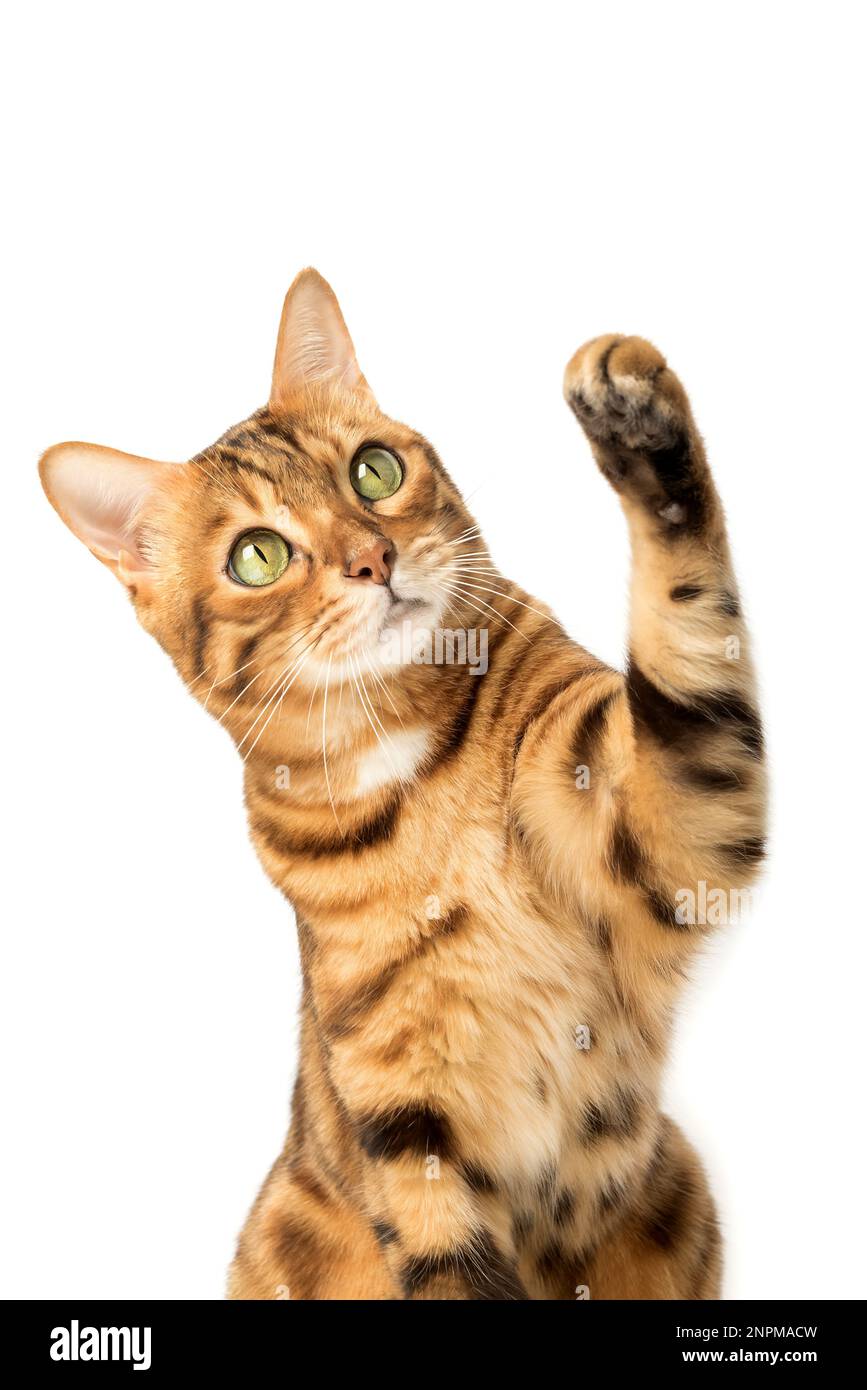 Cat paw raised hi-res stock photography and images - Alamy