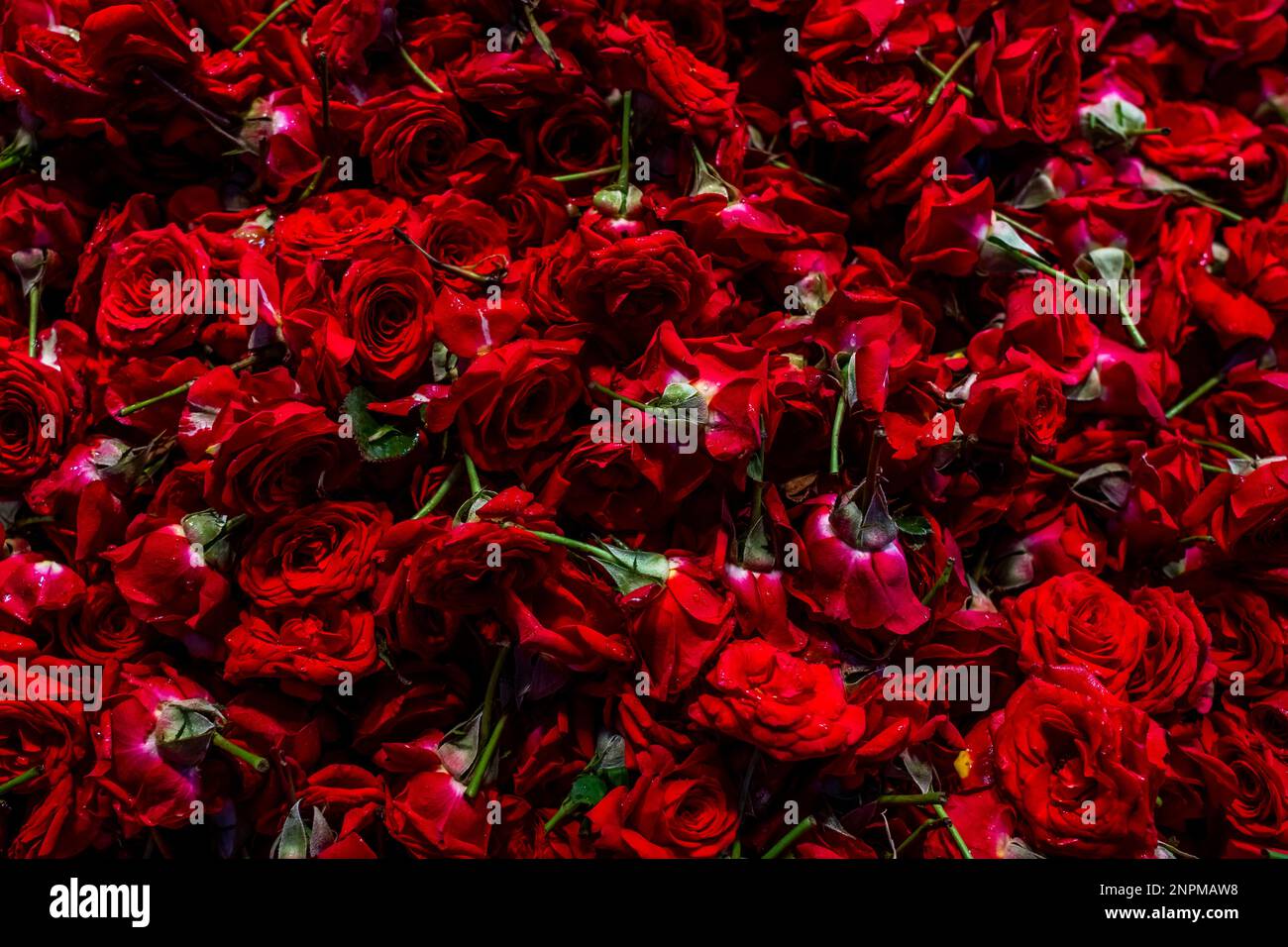Natural red rose background, fresh cut dark roses close up texture ...