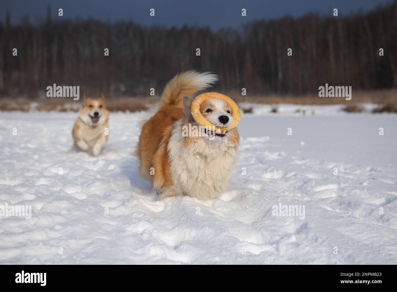 Running pembroke welsh corgi hi-res stock photography and images - Alamy