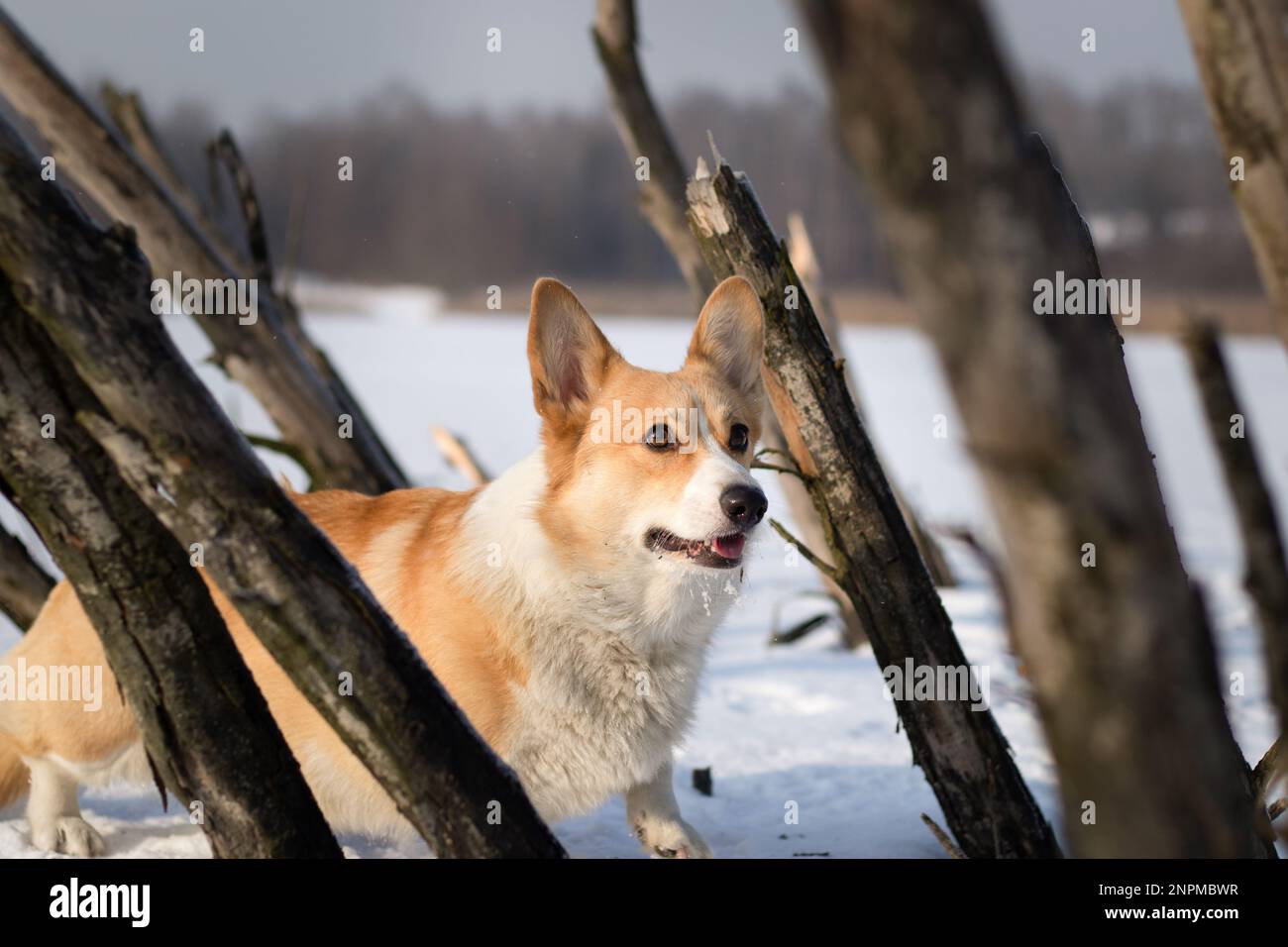 Protruding branches hi-res stock photography and images - Alamy