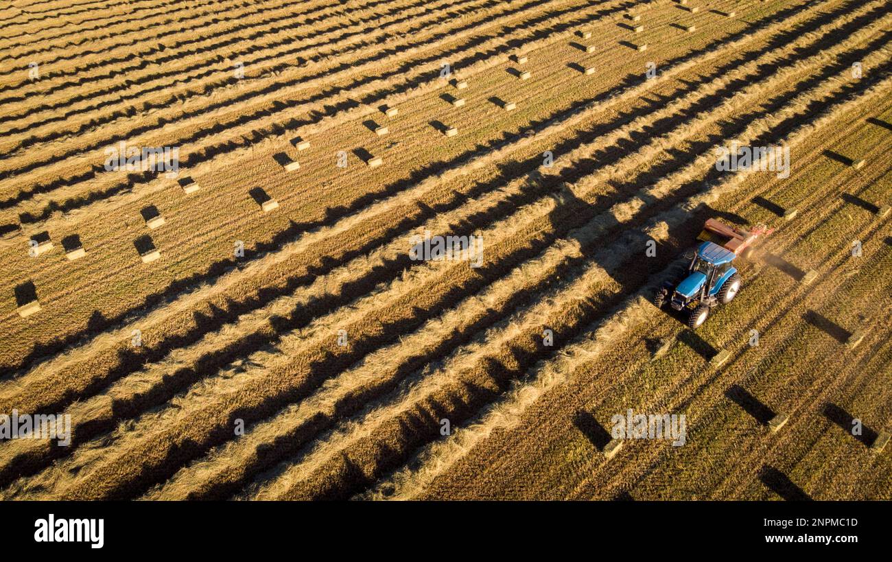 A farmer harvests her hay on a farm near Cremona, Alberta, Sunday, Aug ...