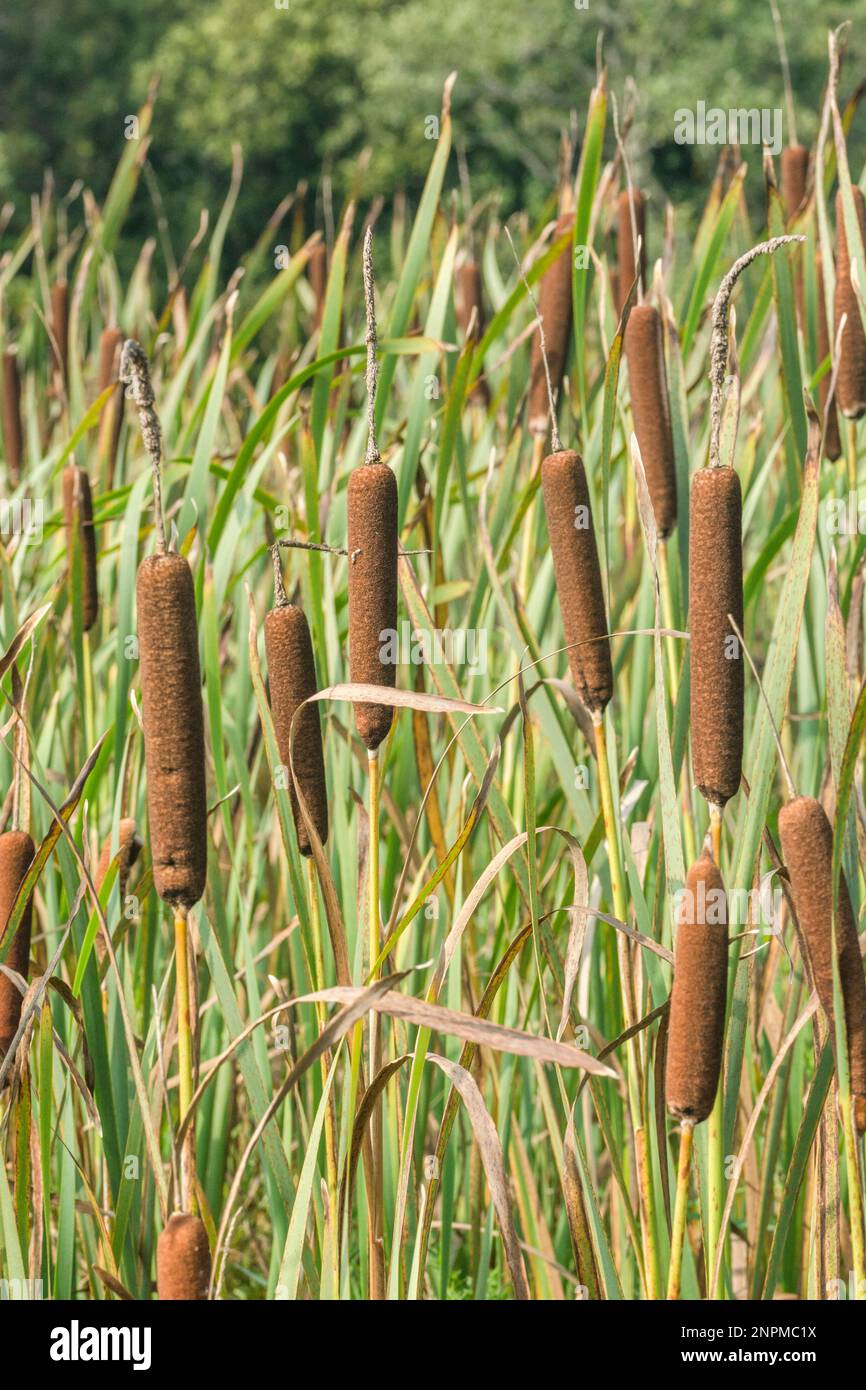 Cats Tail Greater Reedmace Bulrush Typha Latifolia Bed Beside River Typical Wetland