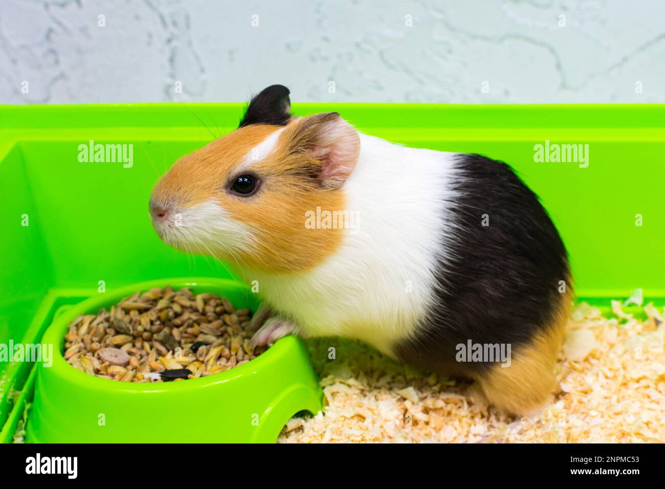 Feeder guinea pig food hi-res stock photography and images - Alamy
