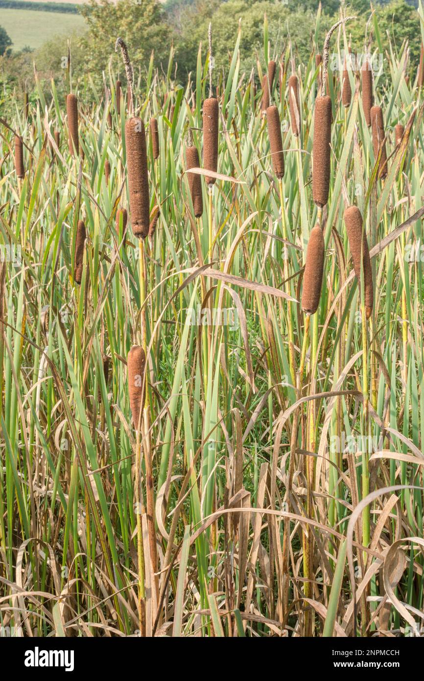 Cat's-tail / Greater Reedmace / Bulrush - Typha latifolia - bed beside ...