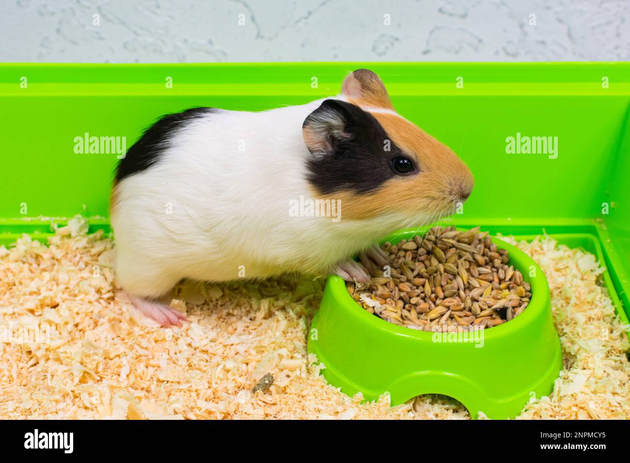 Feeder guinea pig food hi-res stock photography and images - Alamy