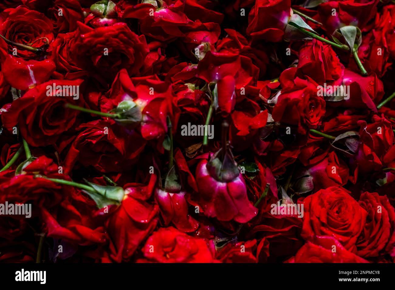 Natural red rose background, fresh cut dark roses close up texture ...