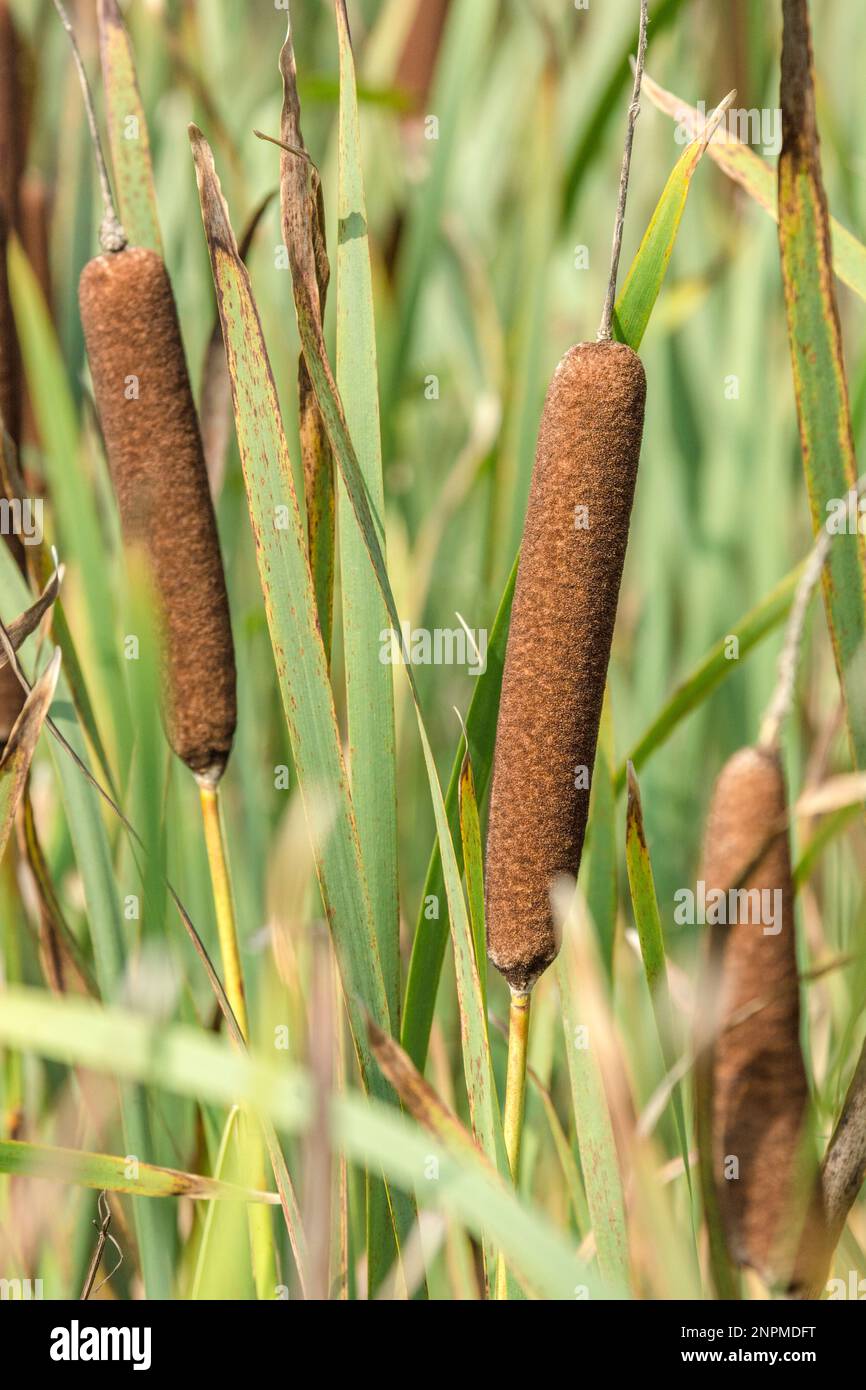 Close-up of Cat's-tail / Greater Reedmace / Bulrush - Typha latifolia ...