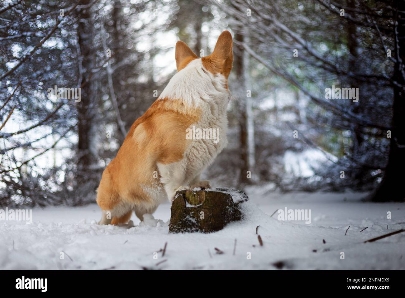 A Welsh Corgi Pembroke dog stands on a stump in winter scenery and ...