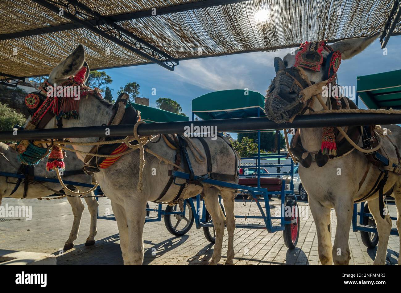 Donkeys in the town of Mijas, Andalusia, southern Spain. One of the ...