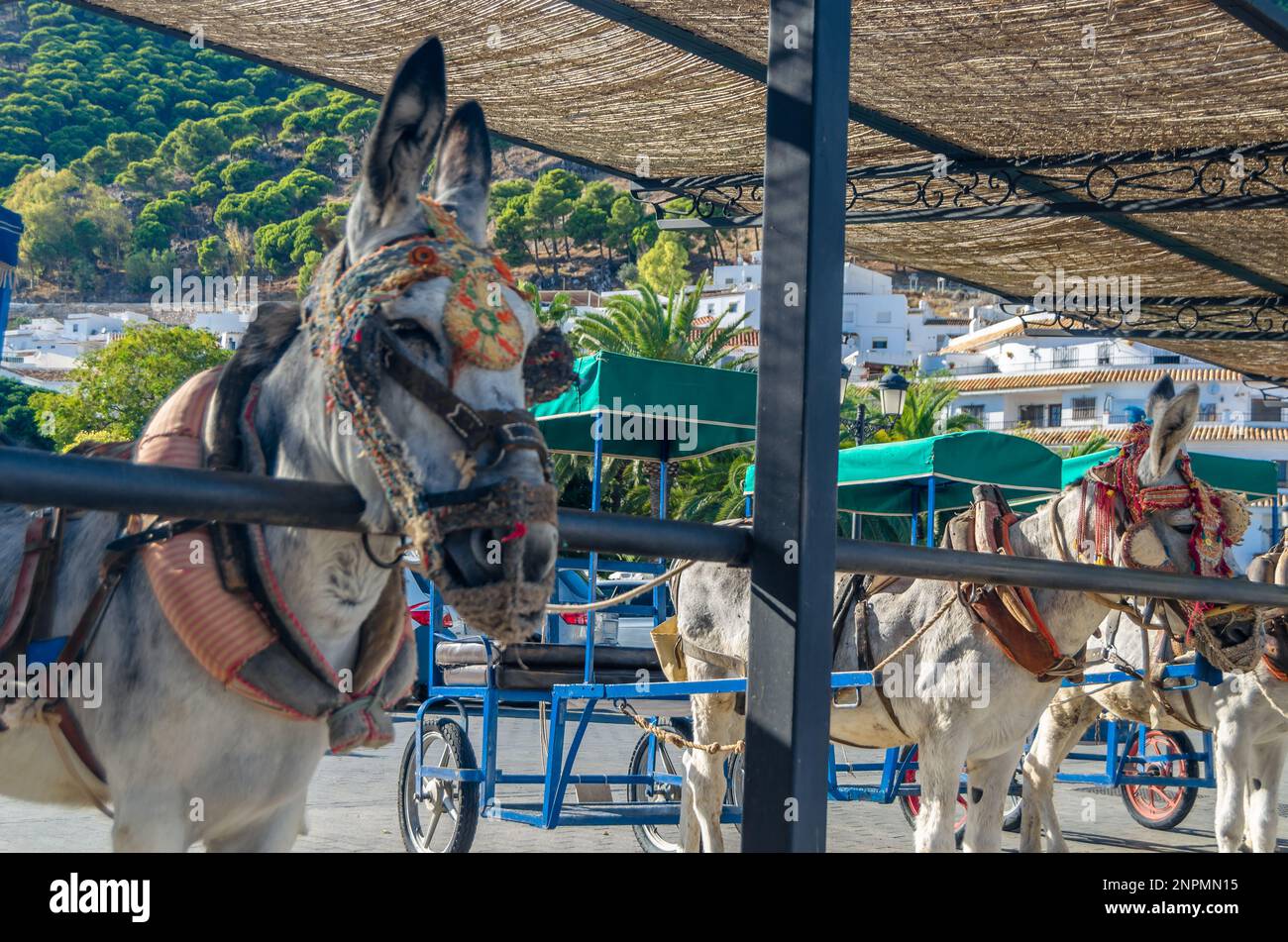Donkeys in the town of Mijas, Andalusia, southern Spain. One of the ...