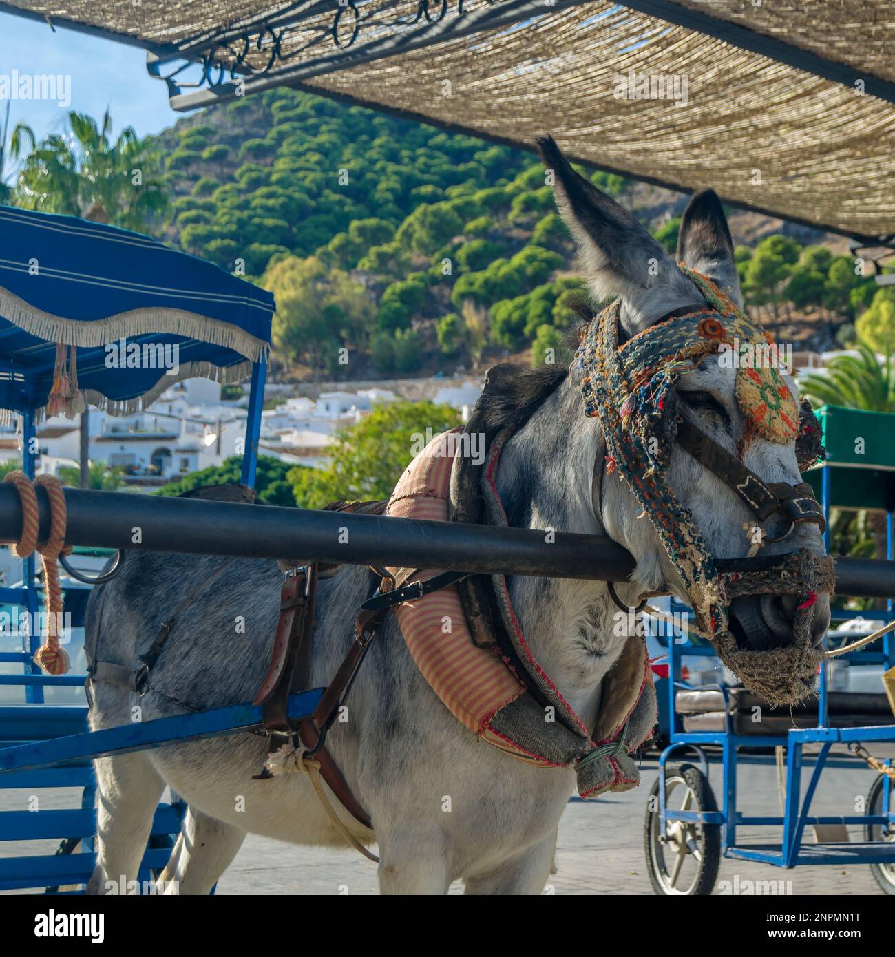 Donkeys in the town of Mijas, Andalusia, southern Spain. One of the ...