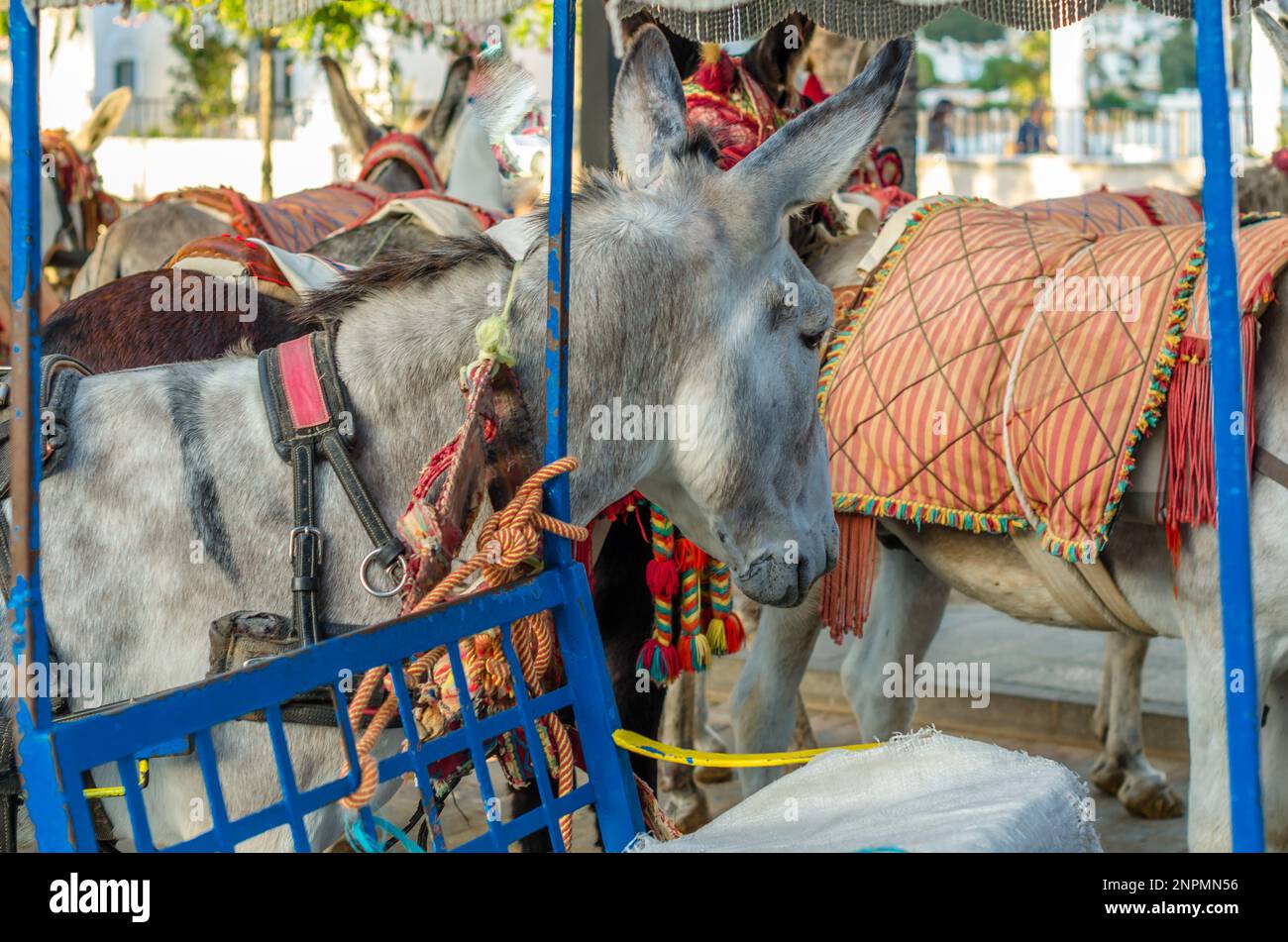 Donkeys in the town of Mijas, Andalusia, southern Spain. One of the ...