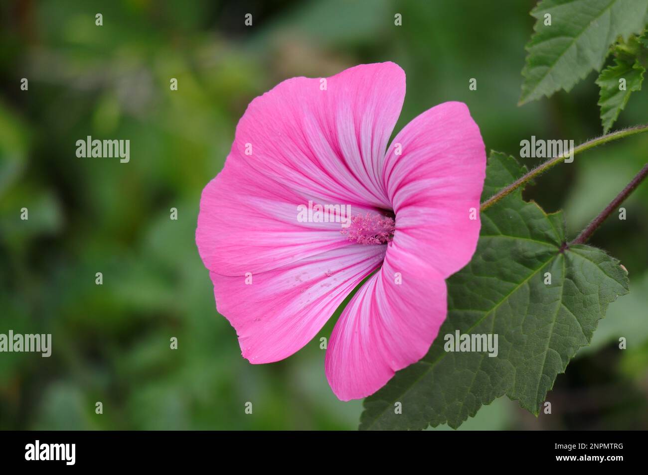 Spring, Portugal. Annual Mallows also known as Rose Mallow or Royal ...