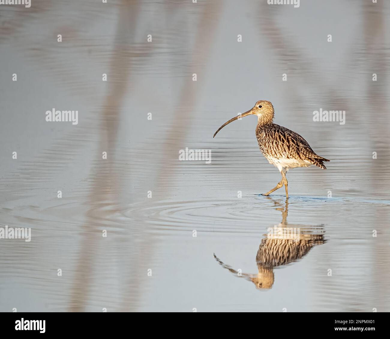 Eurasian style hi-res stock photography and images - Alamy