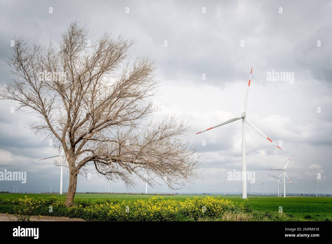 Wind farm in a green field, Wind turbines produce Green Energy Stock ...