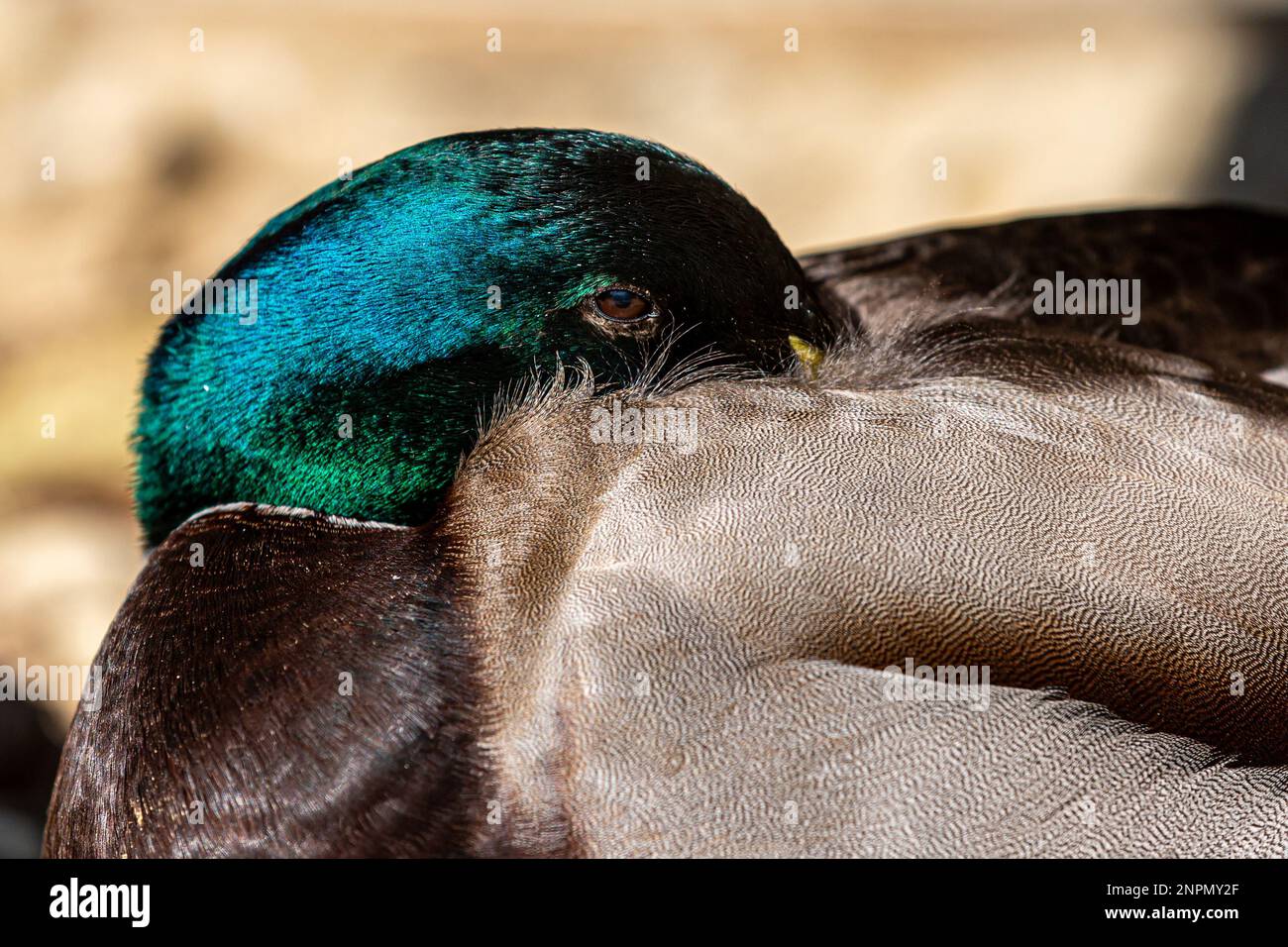 A male mallard duck with tucked head Stock Photo - Alamy