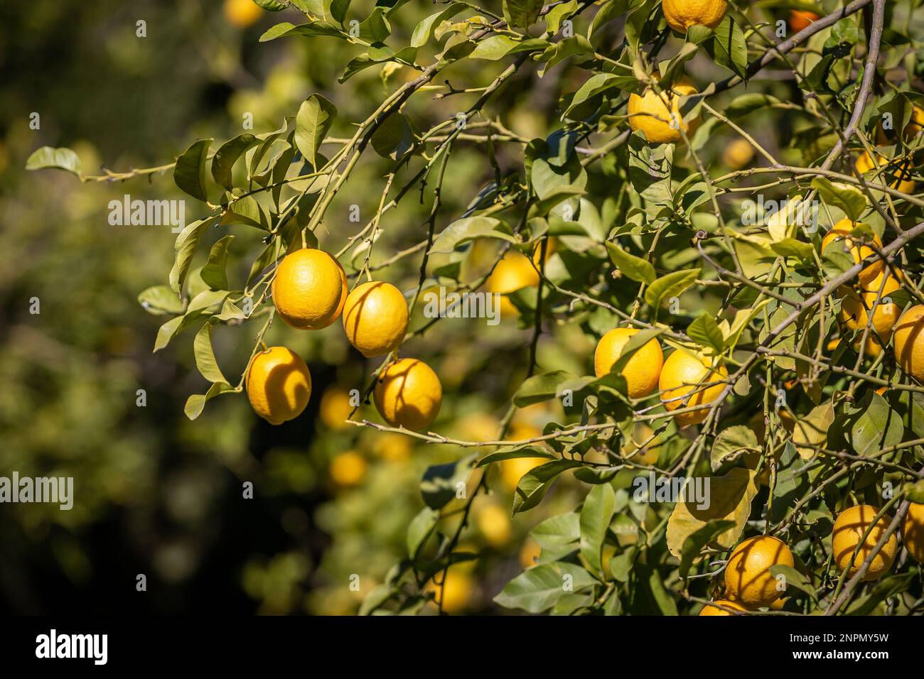 A lemon tree with ripe fruit Stock Photo - Alamy
