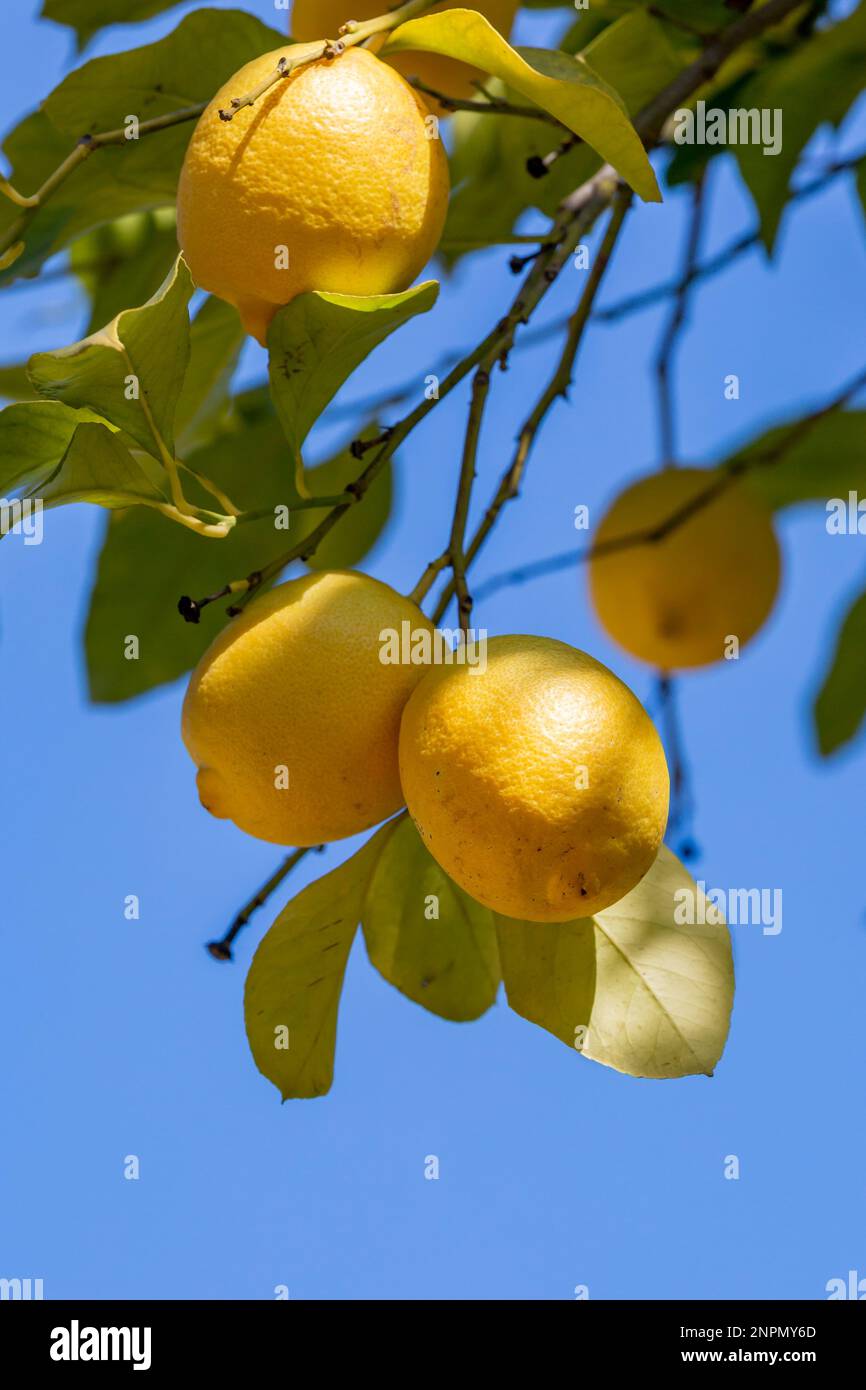 A lemon tree with ripe fruit Stock Photo - Alamy