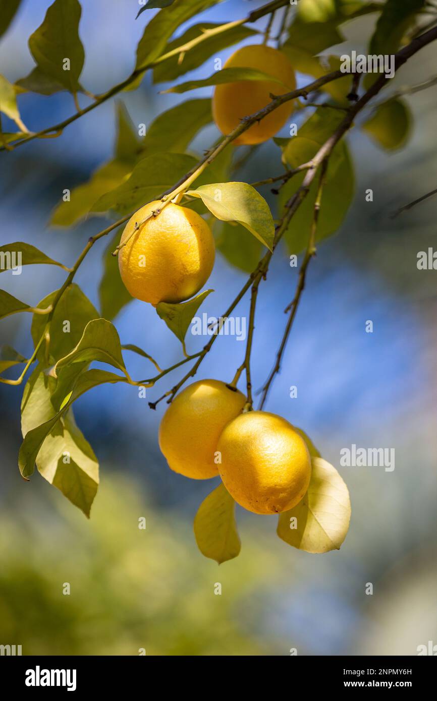 A lemon tree with ripe fruit Stock Photo - Alamy