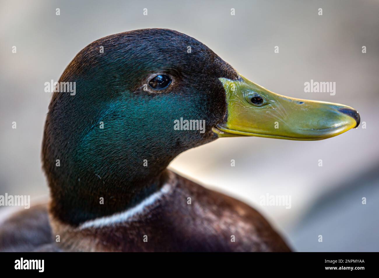 A close up of a mallard ducks head, with a shallow depth of field Stock ...