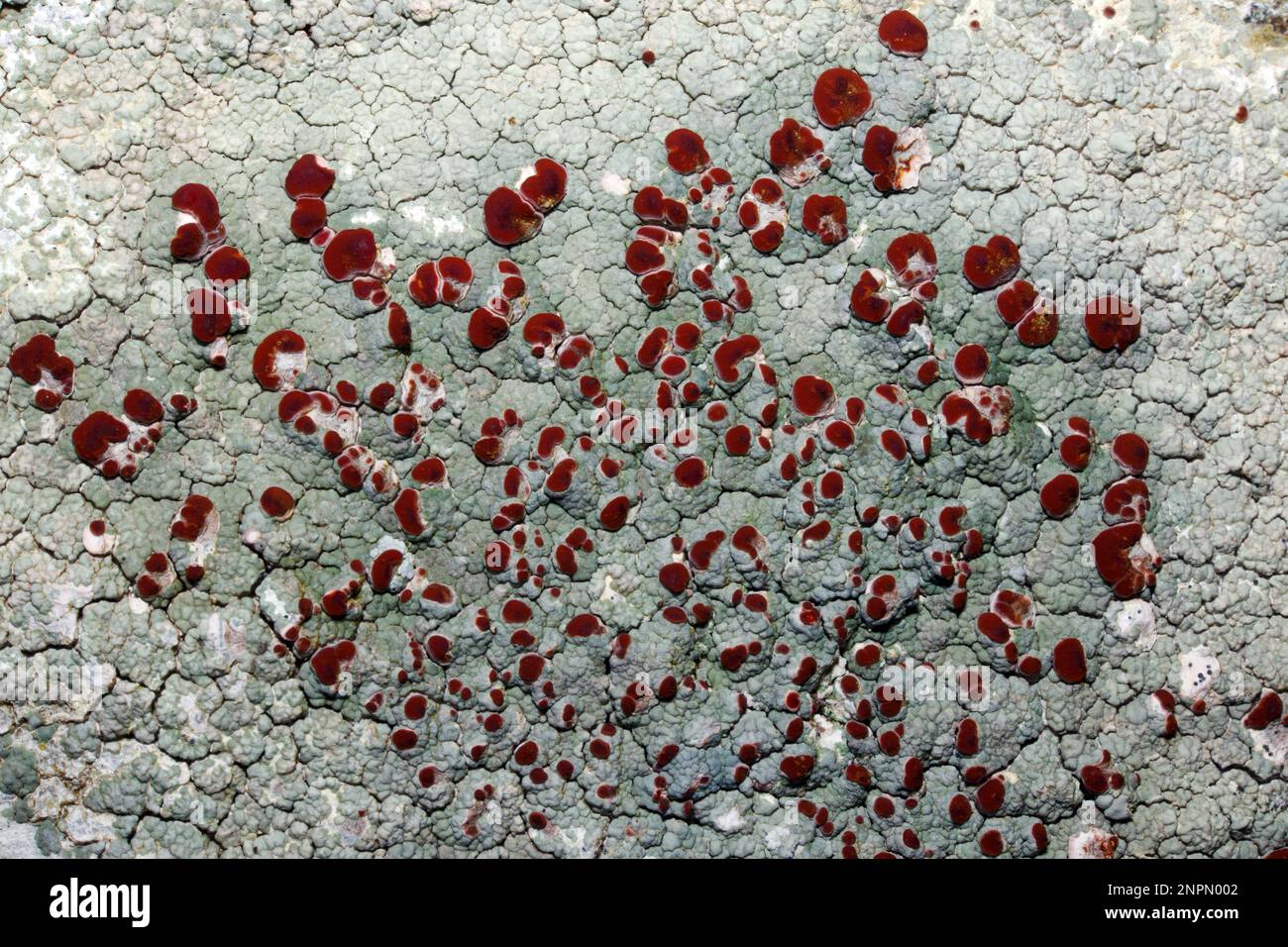 Lichen of siliceous rock hi-res stock photography and images - Alamy