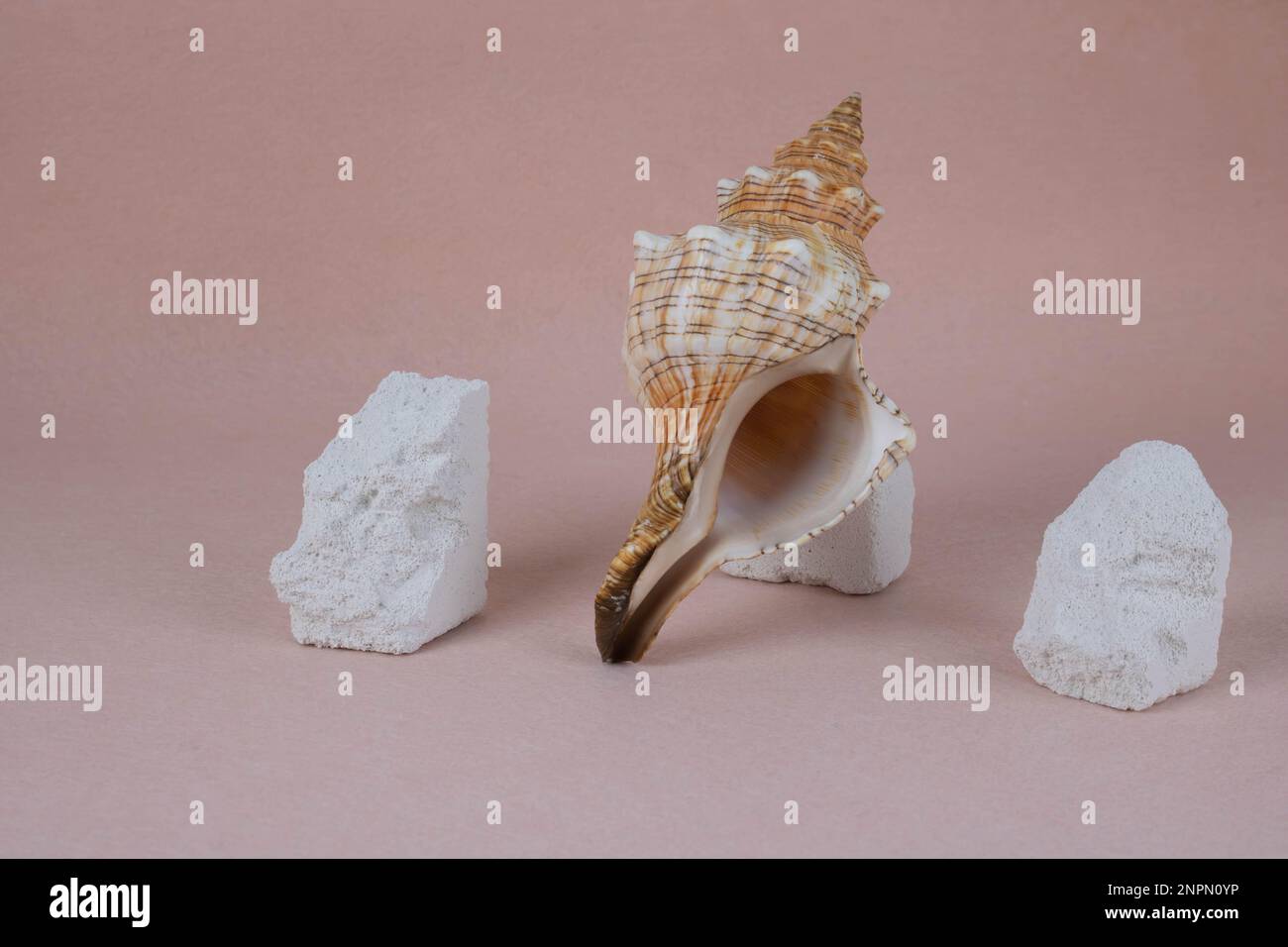 A large shell and white fragments of stones on a pink background Stock ...