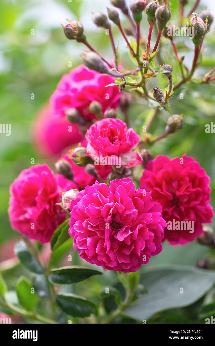 Rose bush. Pink roses in the garden. Red rose bushes in the park ...