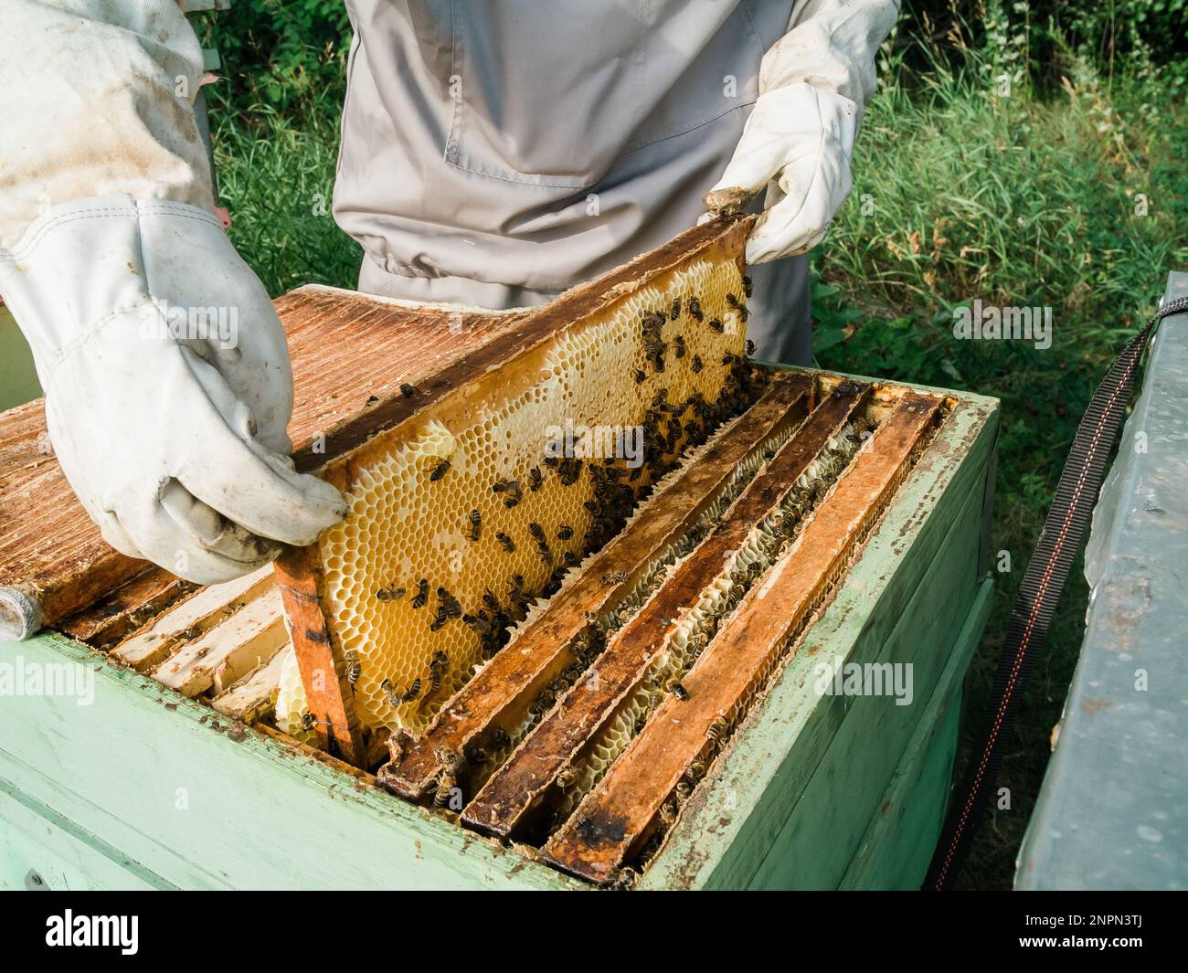 Beekeeper holds a honey cell with bees in his hands. Apiculture and ...
