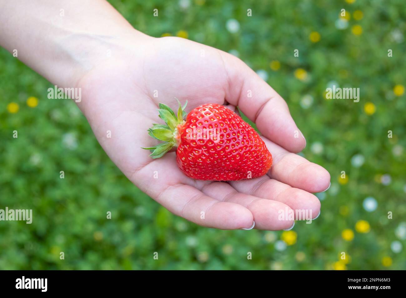 Big fresh ripe strawberry on the human palm. Delicious fruit harvest in ...