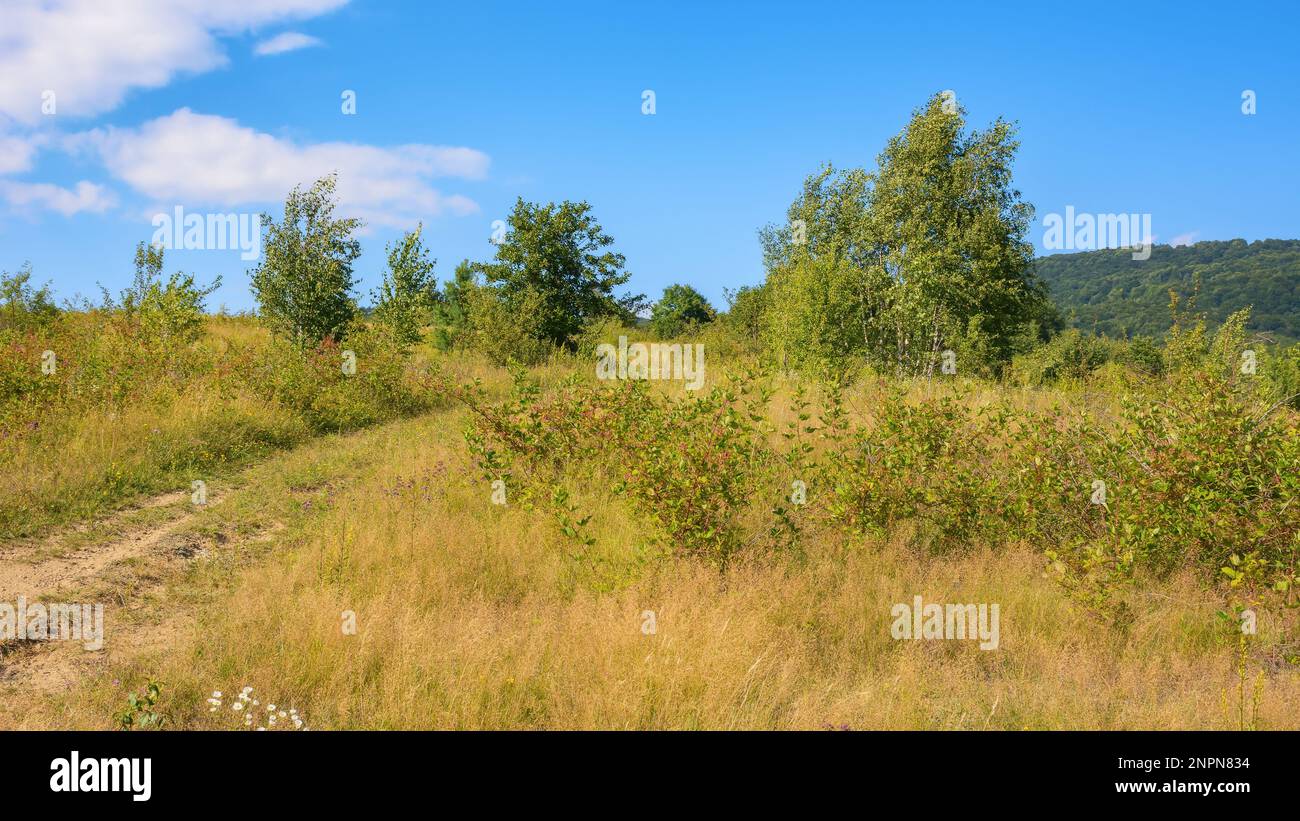 countryside scenery with forested mountains. trees on the grassy hill ...