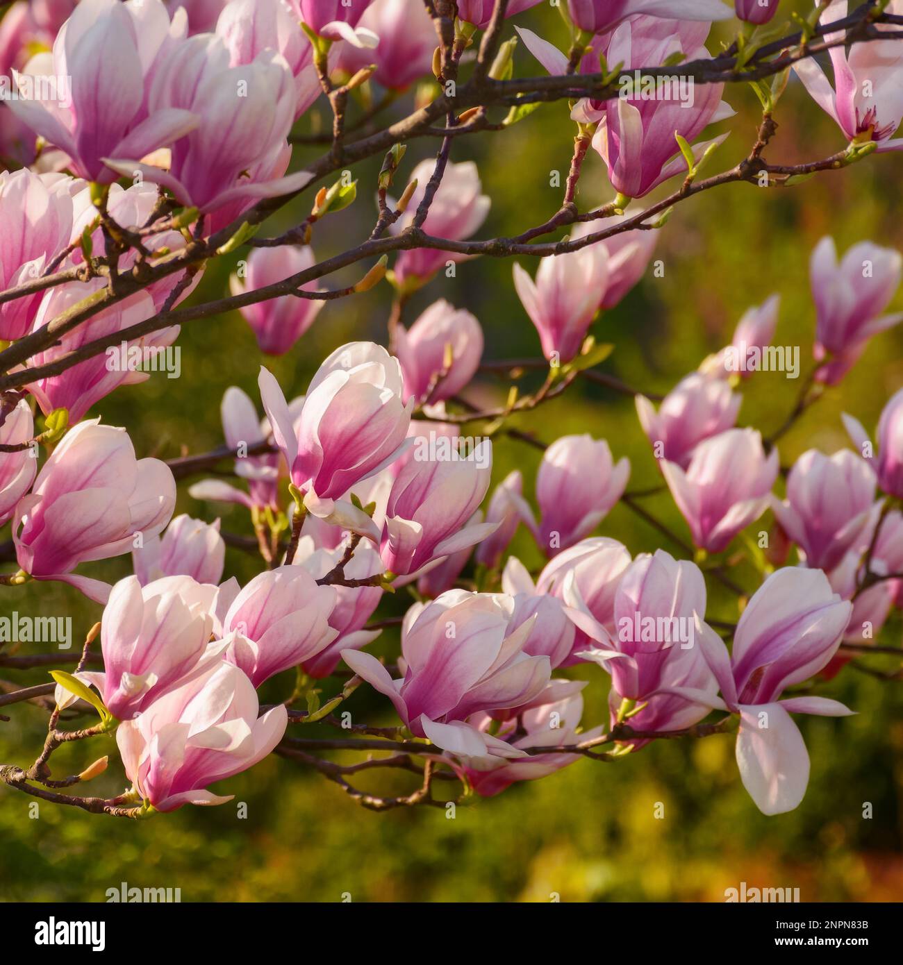 blossoming southern magnolia tree. spring nature pattern of pink ...