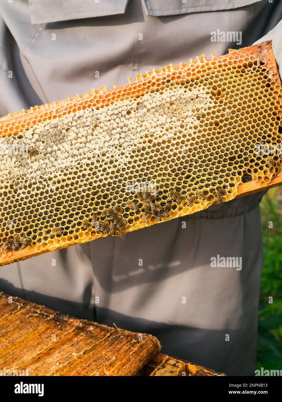 Beekeeper holds a honey cell with bees in his hands. Apiculture and ...