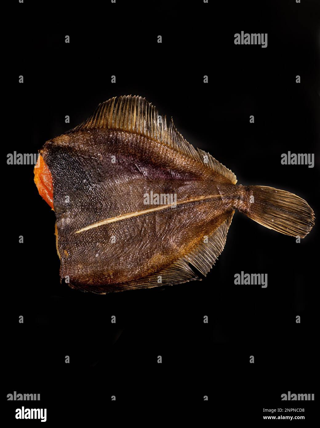 Salted dried flounder. Stockfish. Fish appetizer for beer Stock Photo ...